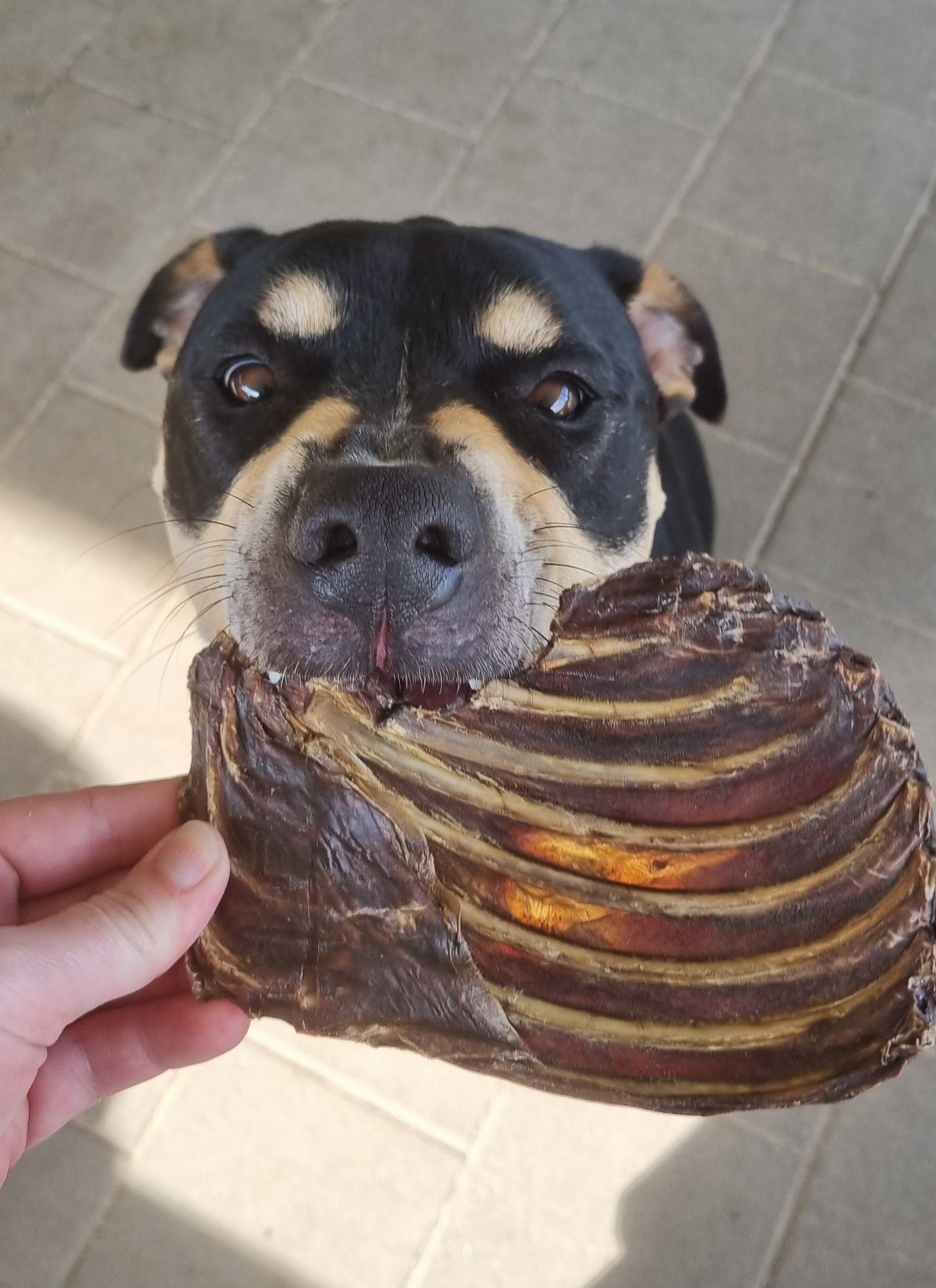 Kangaroo Ribs | Drool With Me