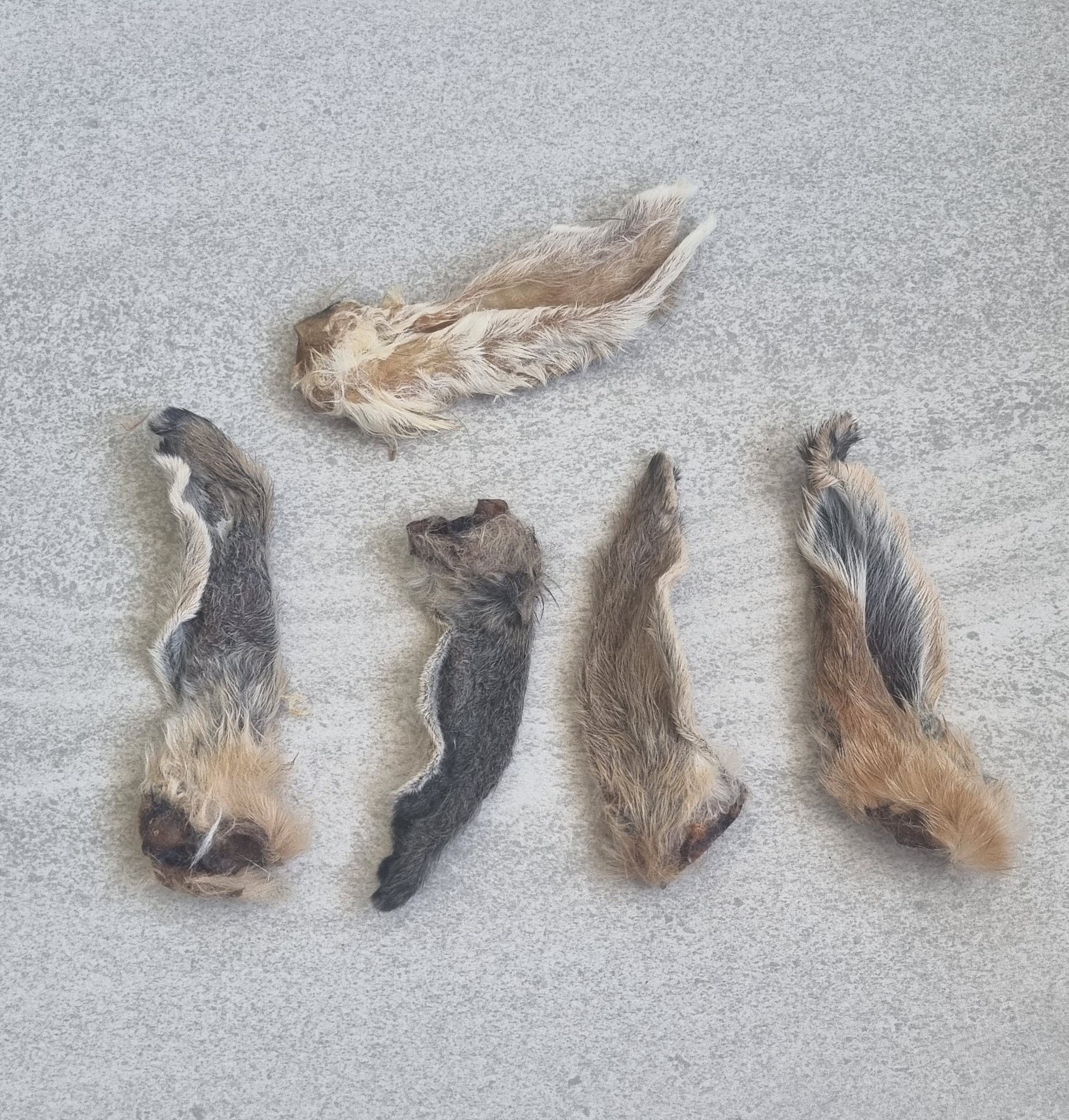 Rabbit Ears | Drool With Me